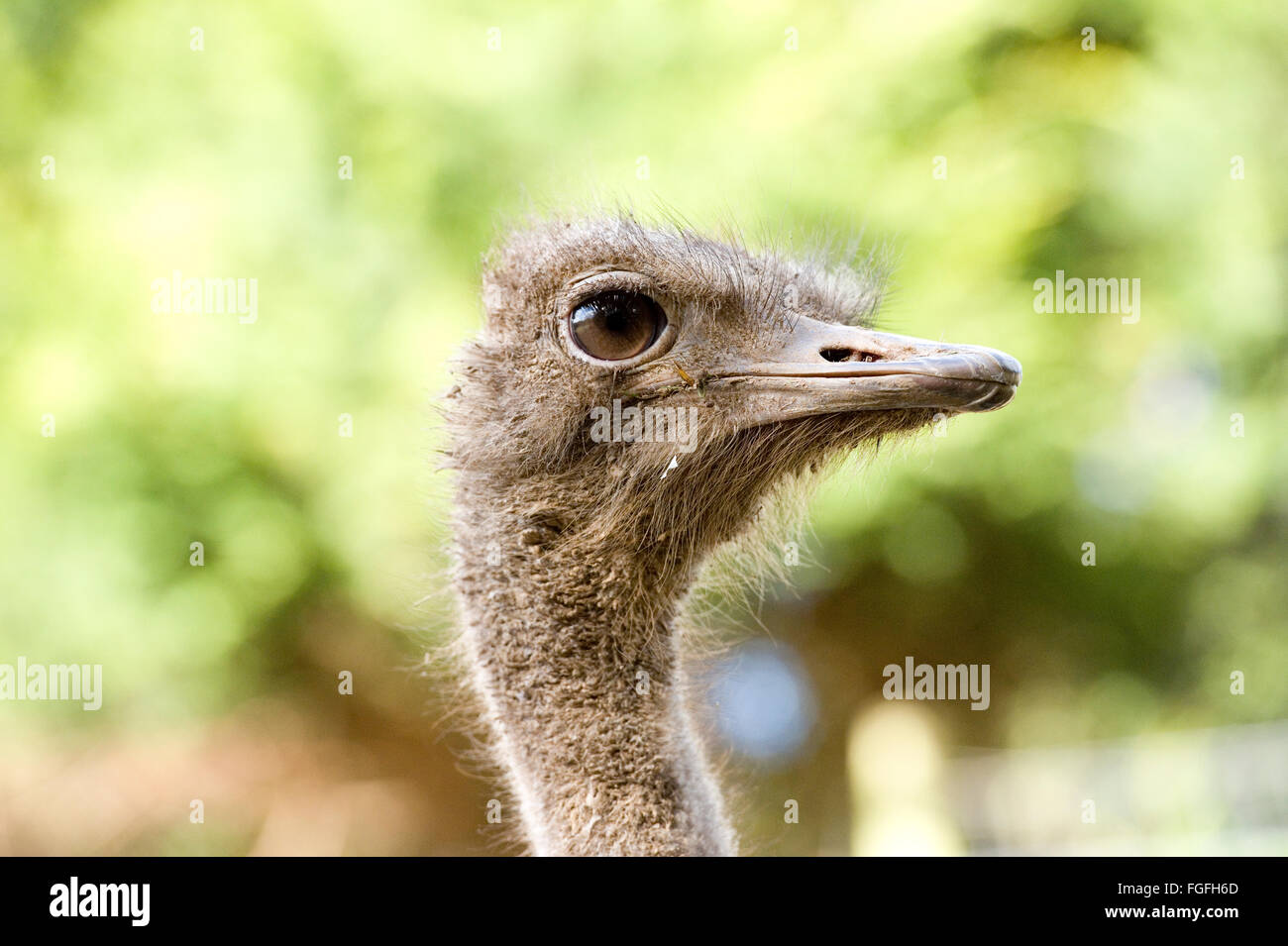 Common ostrich male female hi-res stock photography and images - Alamy
