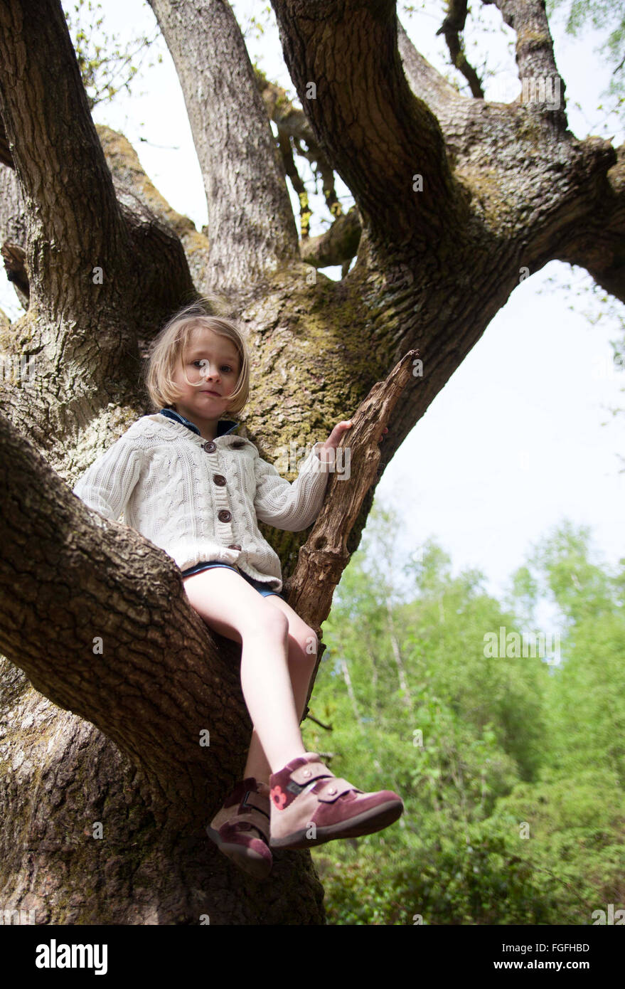 Up a tree Stock Photo - Alamy