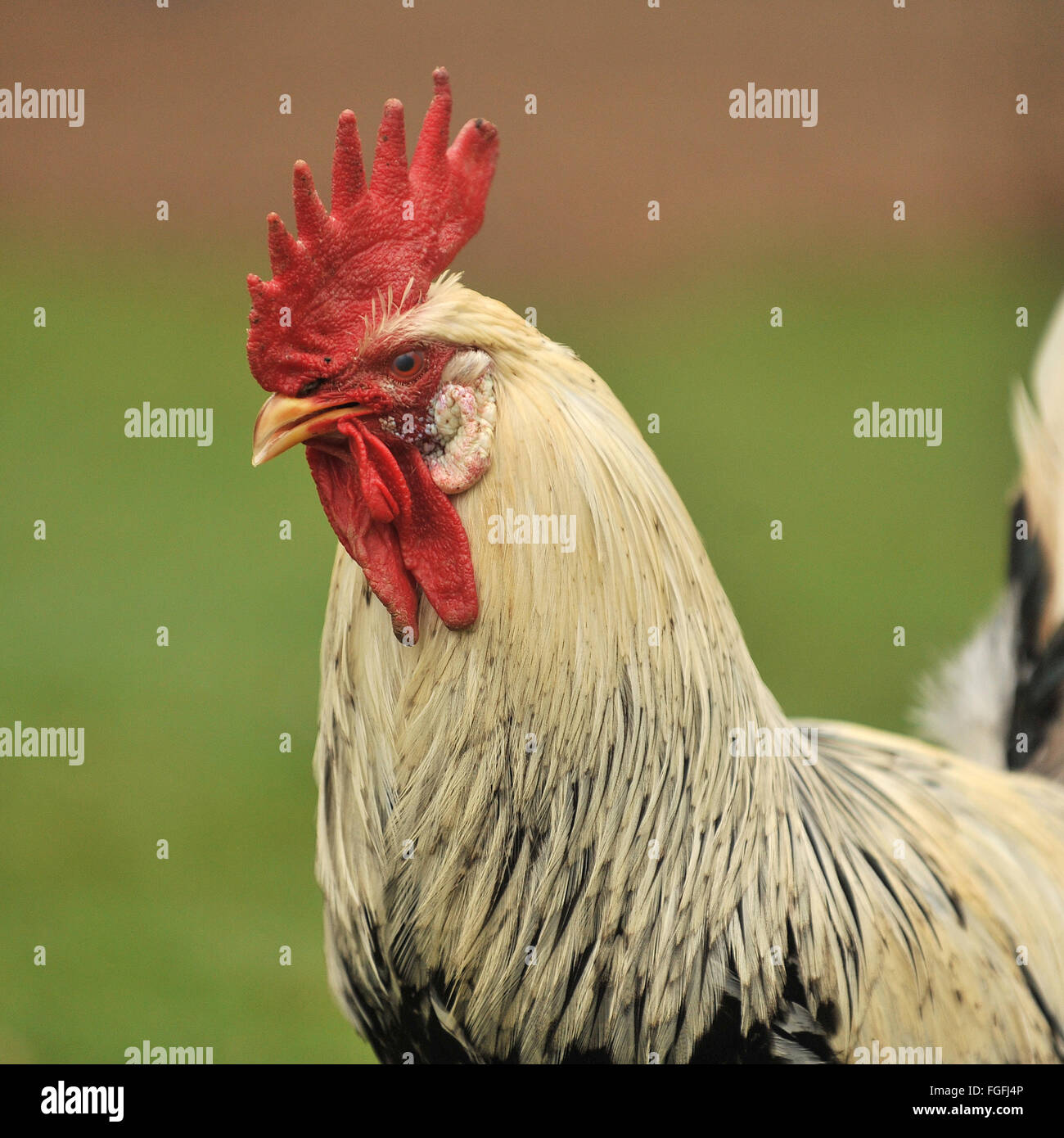 bantam cockerel rooster Stock Photo - Alamy