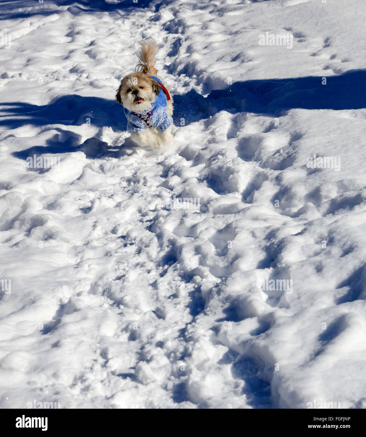 English longhair hi-res stock photography and images - Alamy