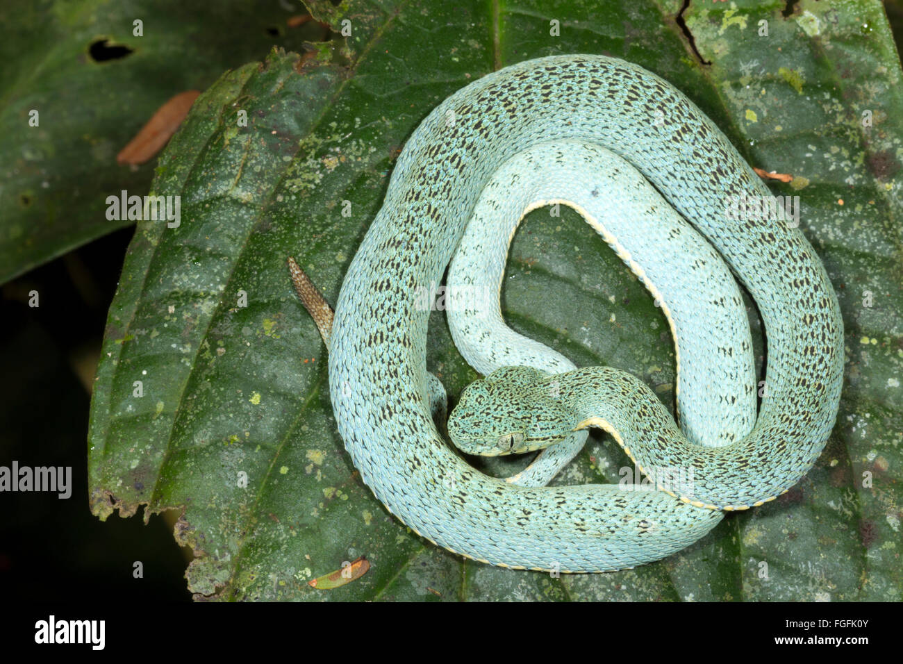 Viper tree snake two striped amazon bothriopsis bilineata jungle ...