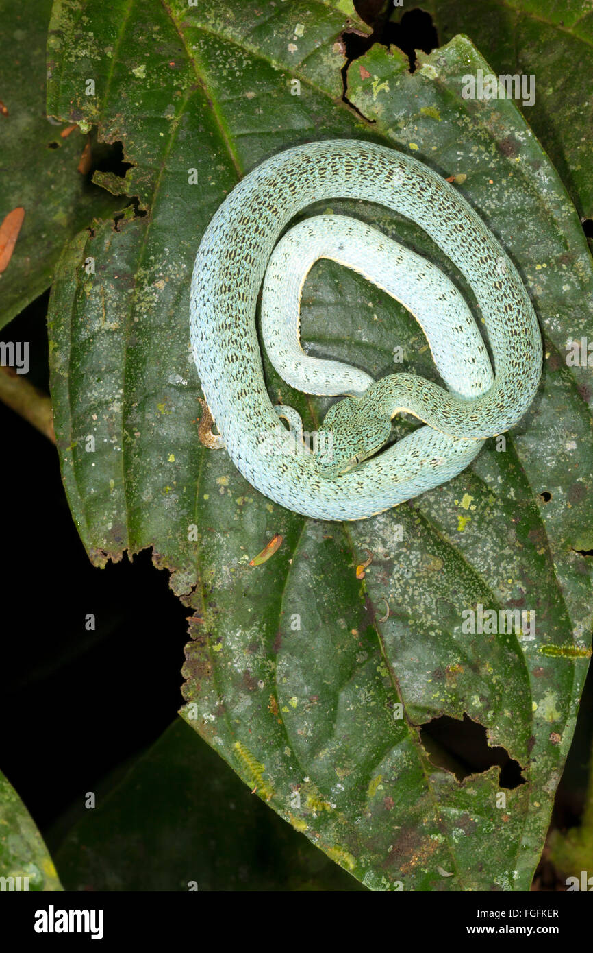 Viper tree snake two striped amazon bothriopsis bilineata jungle ...