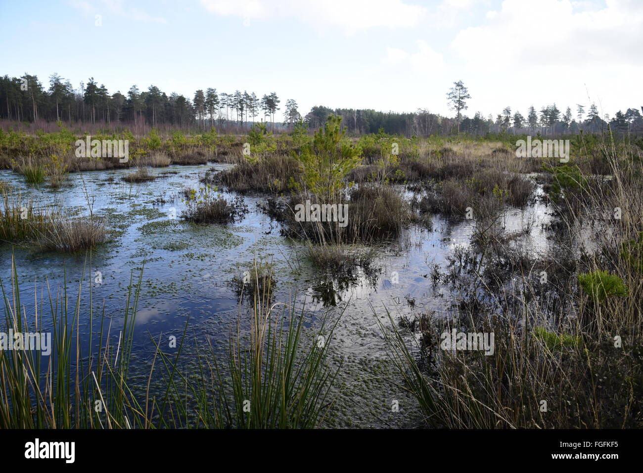 Open heath hi-res stock photography and images - Alamy