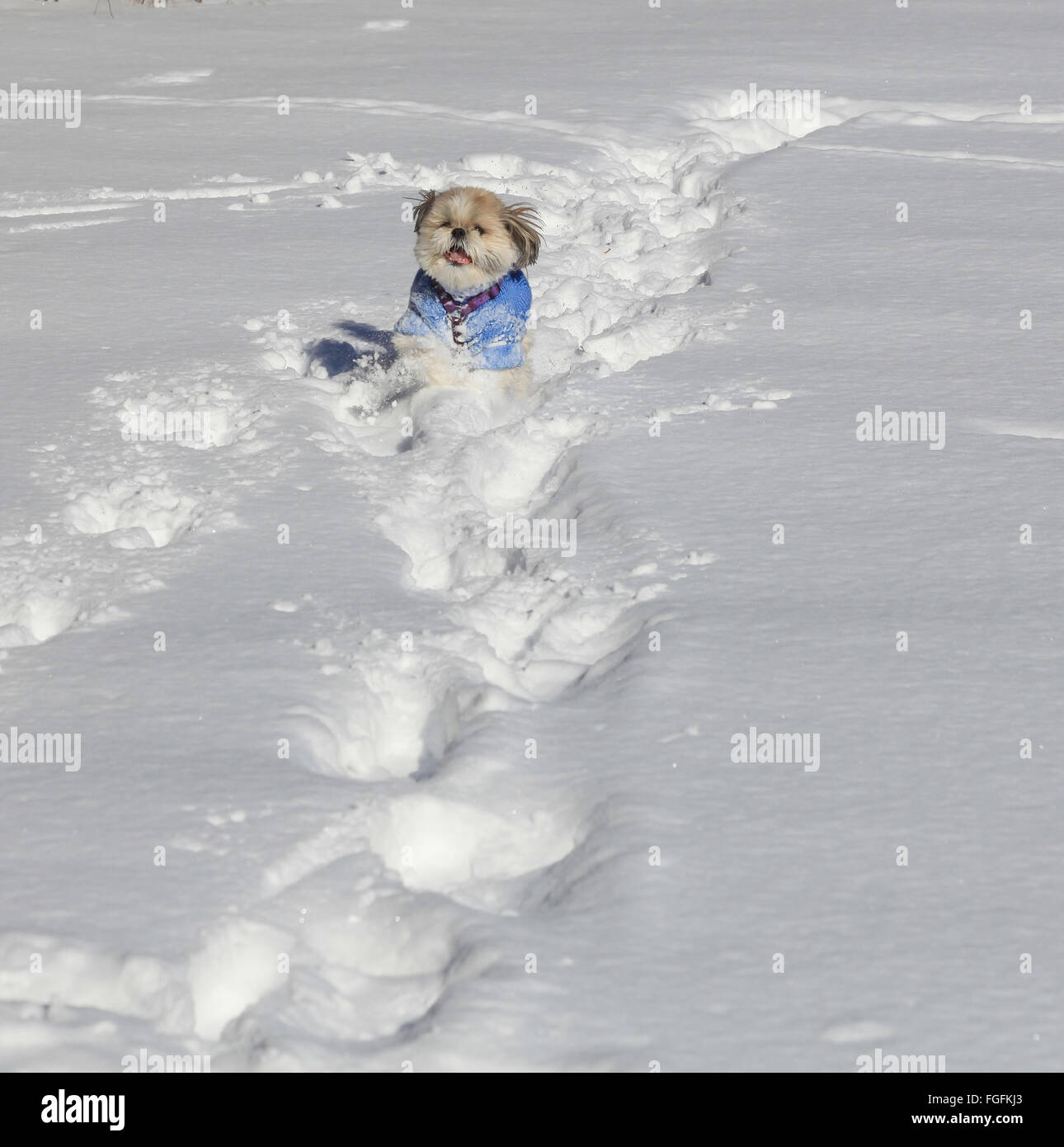 Ontario bred hi-res stock photography and images - Alamy