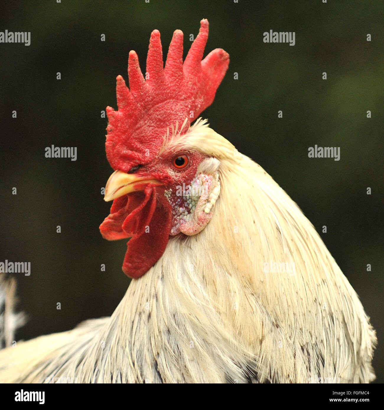 Rooster High Resolution Stock Photography and Images - Alamy