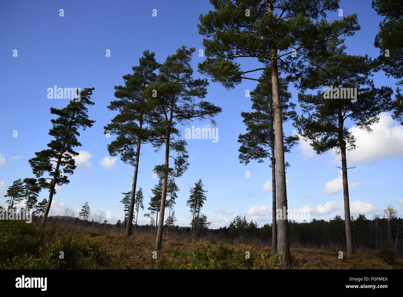 Heather and trees hi-res stock photography and images - Alamy