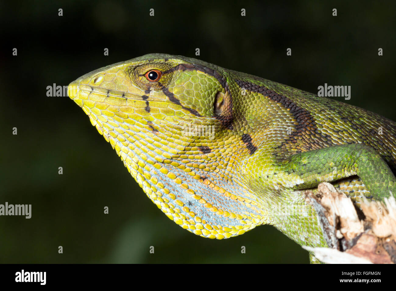 Many-coloured bush anole (Polychrus marmoratus), Pastaza province ...