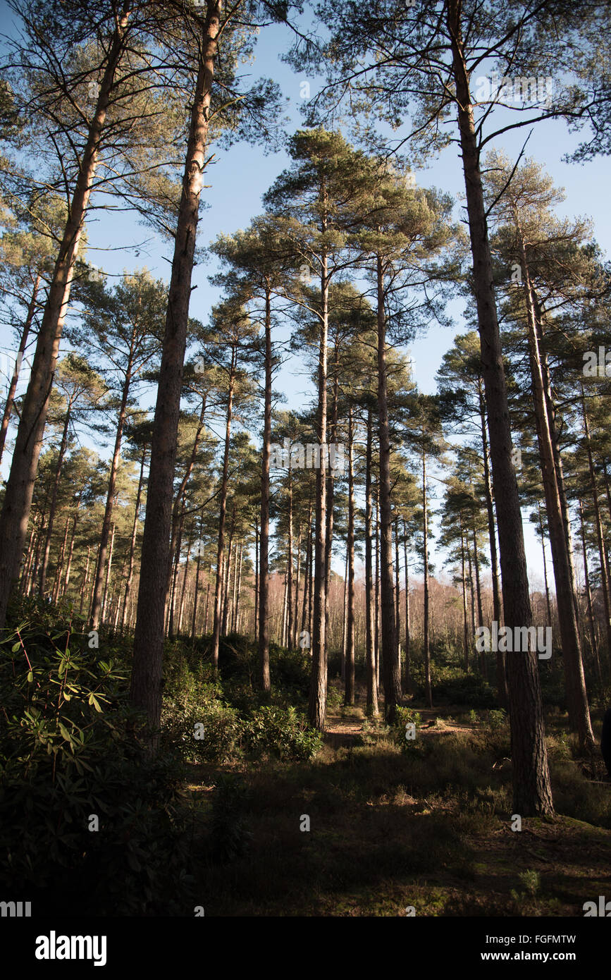 Plantation and heath on Lavington Common (National Trust) West Sussex ...