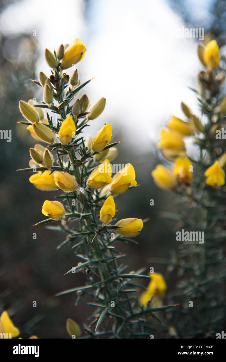 Yellow Gorse in Lavington Common (National Trust), West Sussex, England ...