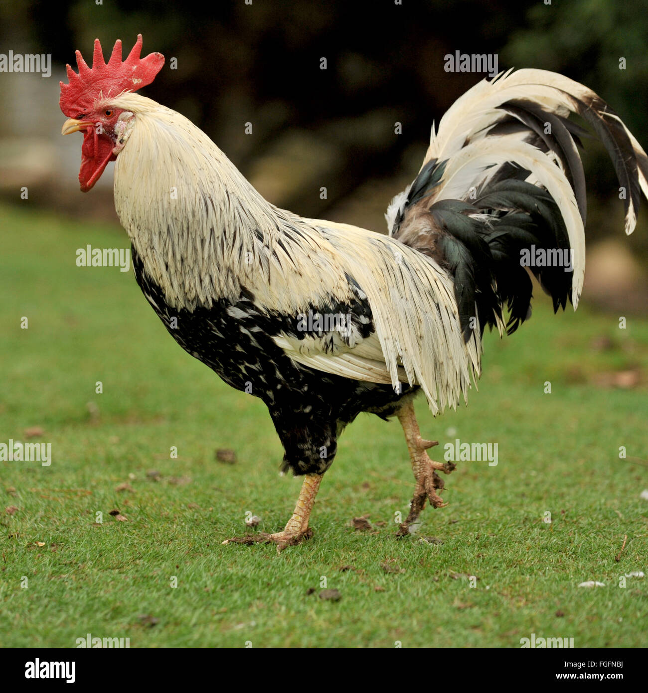 bantam cockerel rooster Stock Photo - Alamy