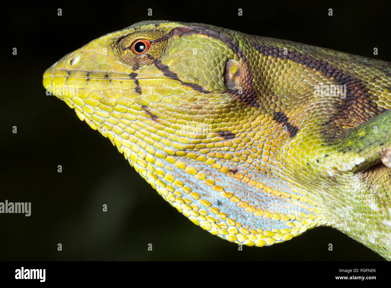 Many-coloured bush anole (Polychrus marmoratus), Pastaza province ...
