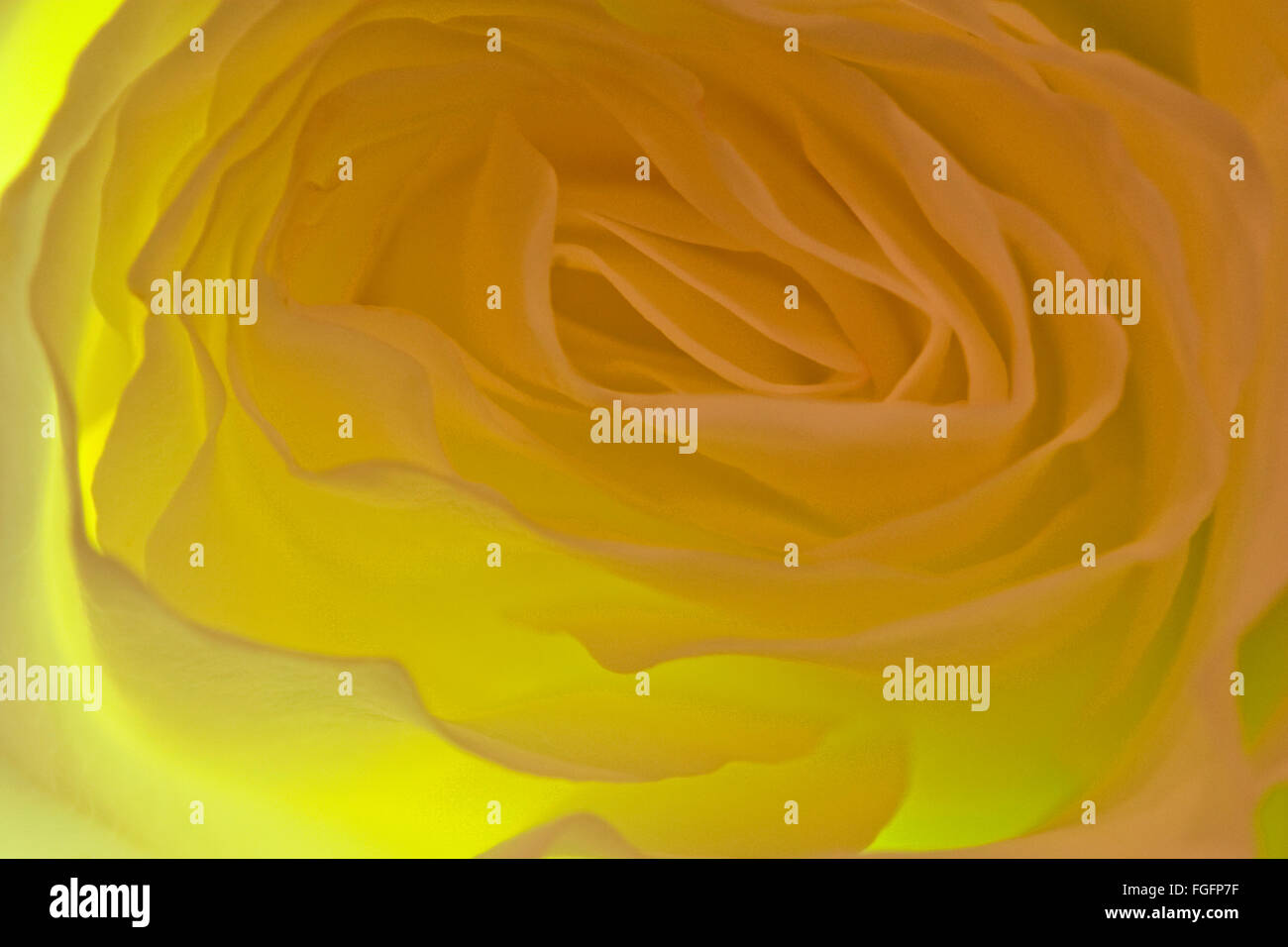 A close up image of a backlit yellow rose, showing the delicate ...