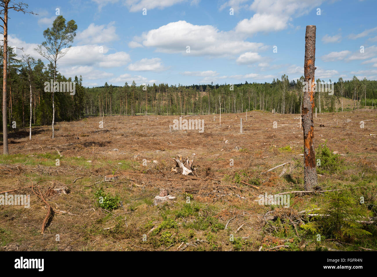 Timber deforestation hi-res stock photography and images - Alamy
