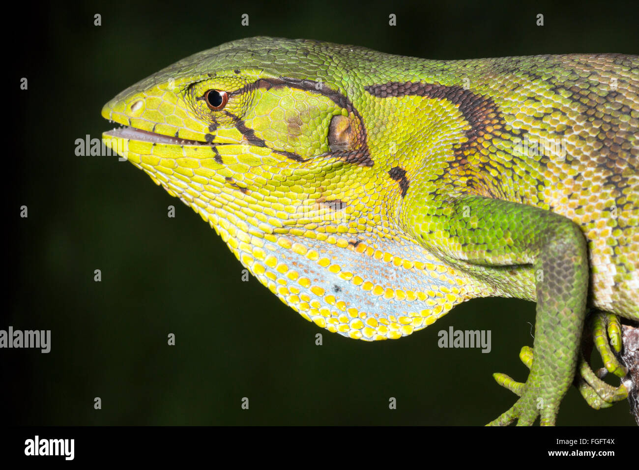 Polychrus marmoratus hi-res stock photography and images - Alamy
