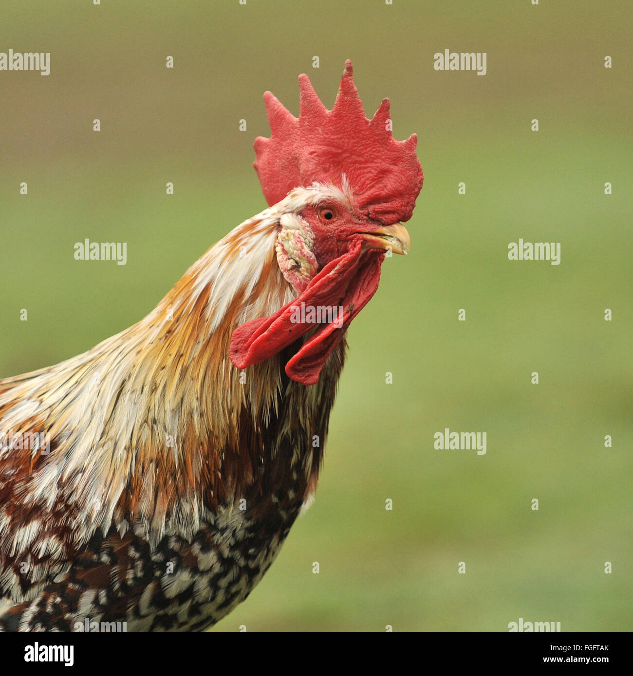 bantam cockerel rooster Stock Photo - Alamy