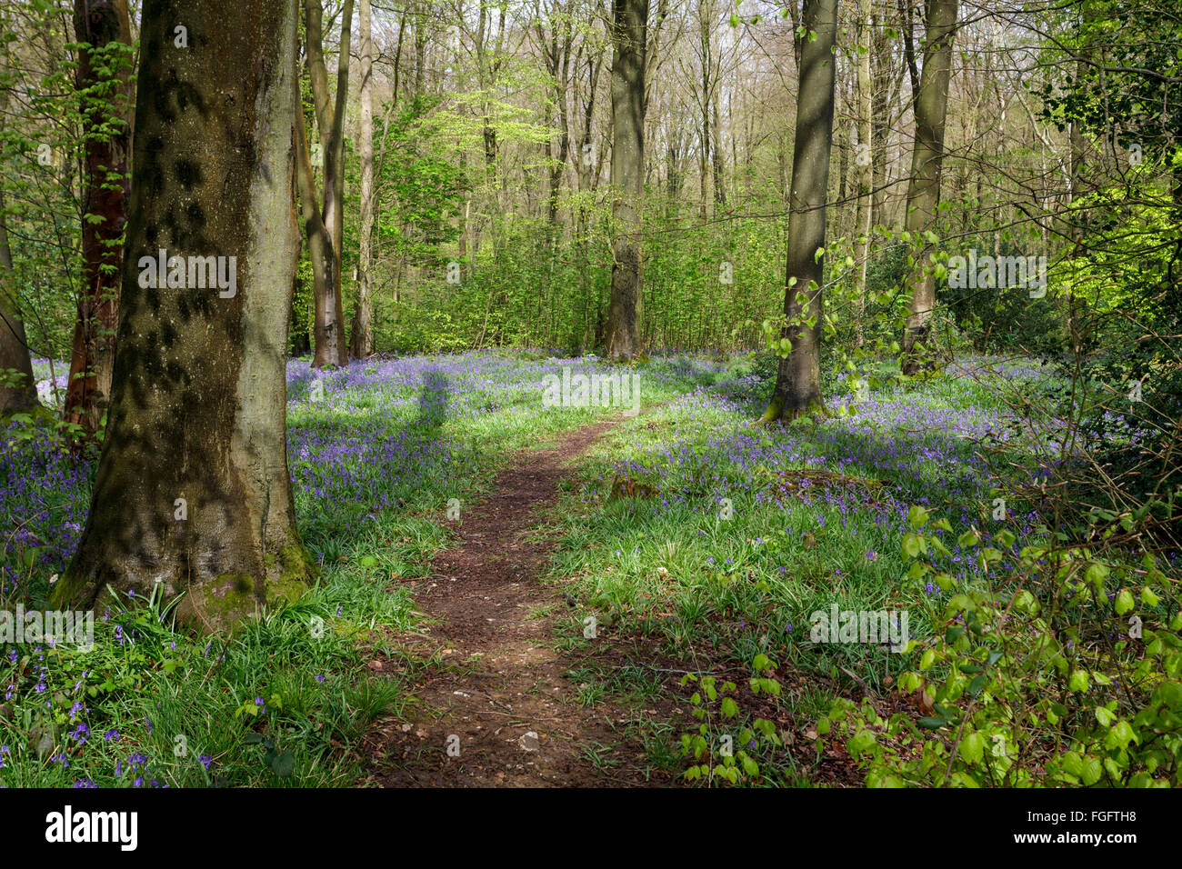 Bluebell wood micheldever forest winchester hi-res stock photography ...