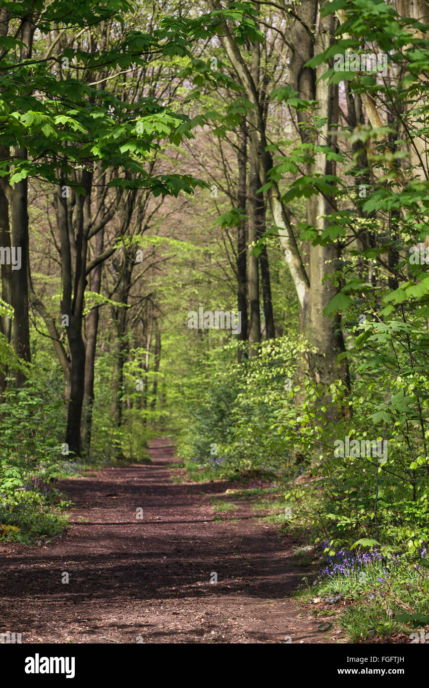 Bluebell wood micheldever forest winchester hi-res stock photography ...