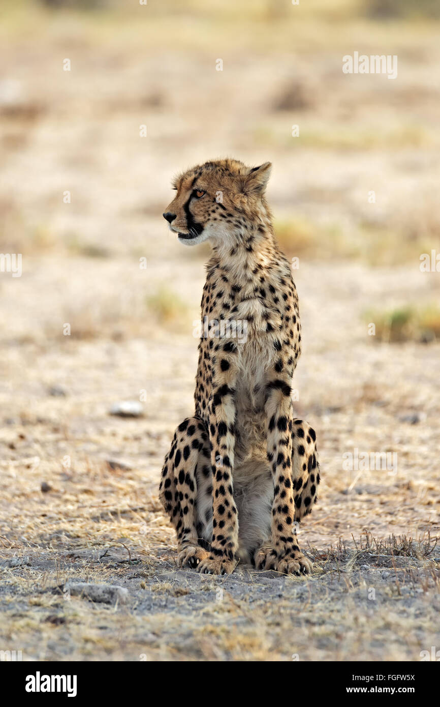 Cheetah sit hi-res stock photography and images - Alamy