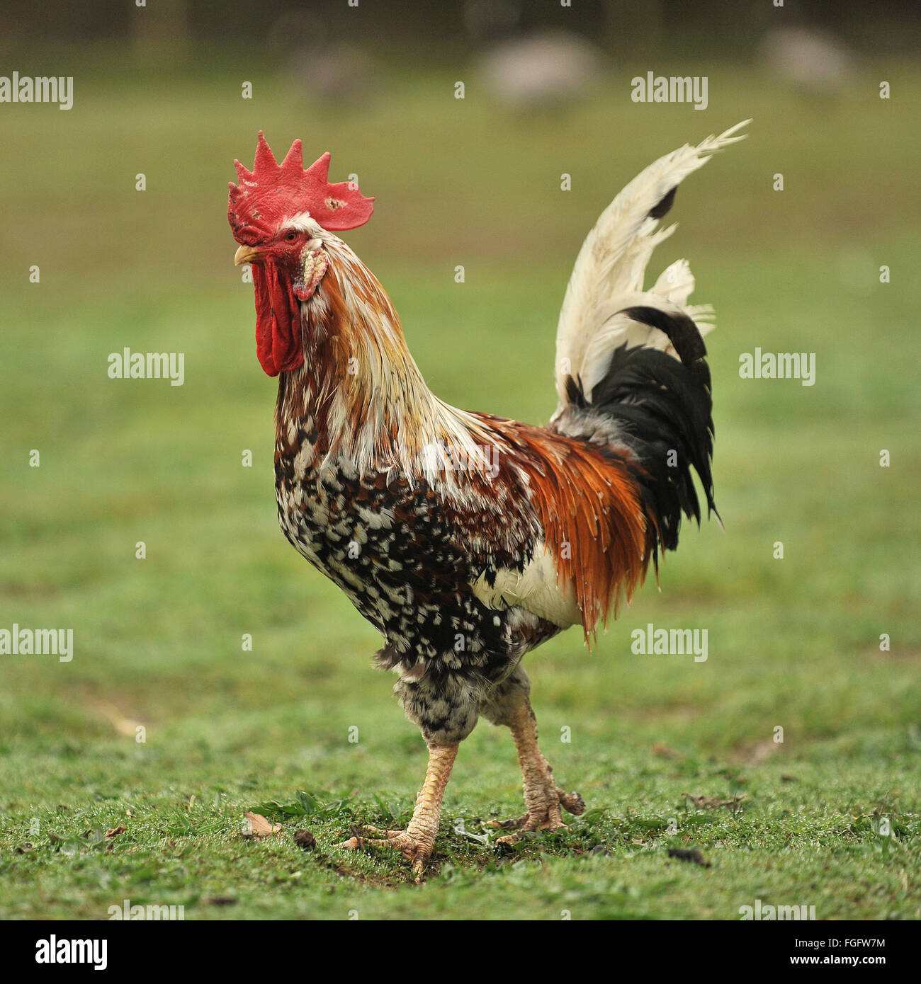 bantam cockerel rooster Stock Photo - Alamy