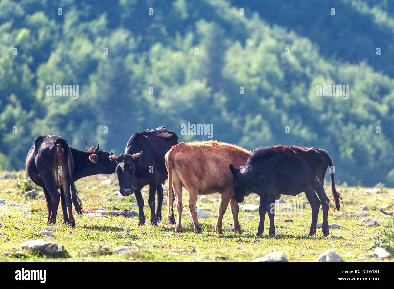 four cow on green field Stock Photo - Alamy
