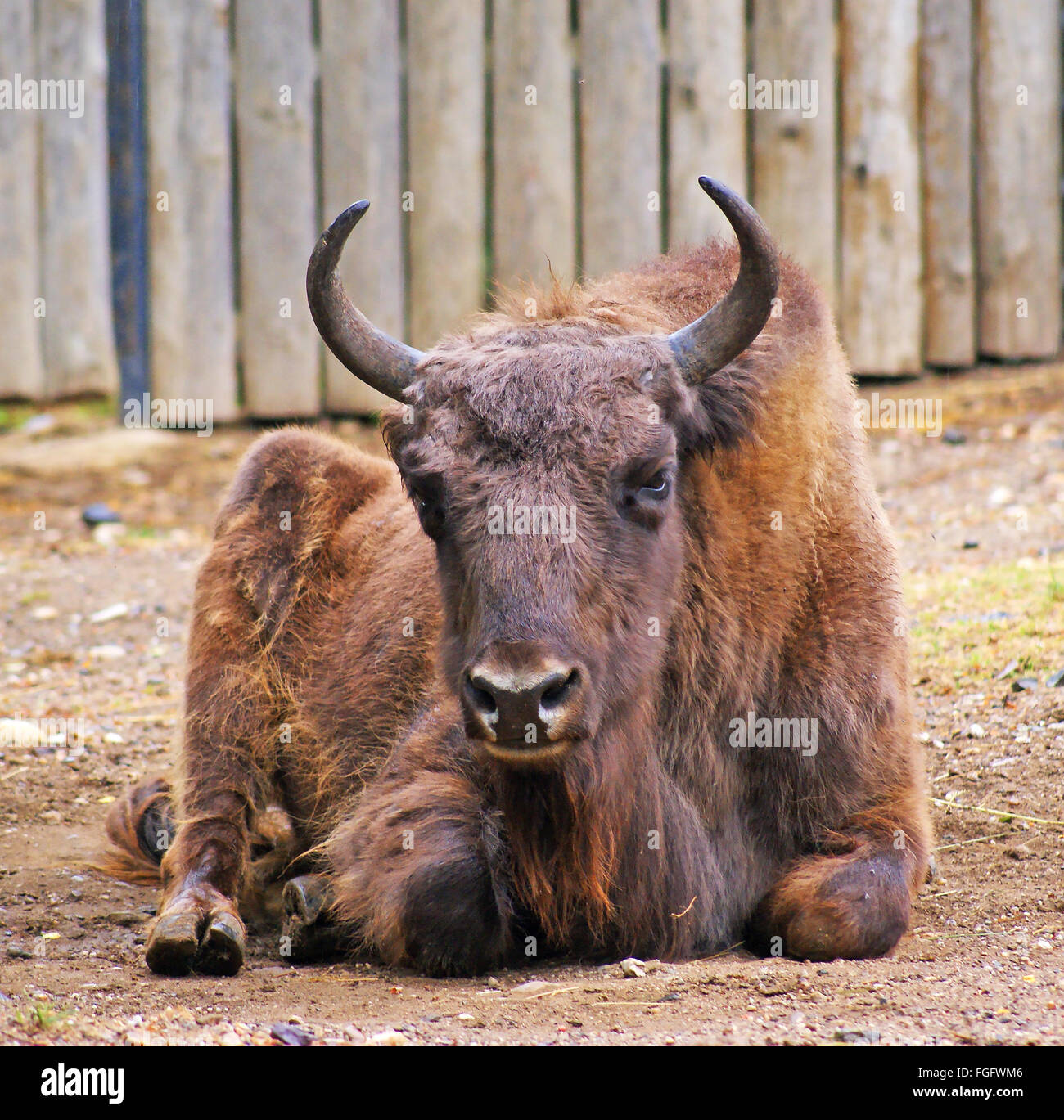 Aurochs farm hi-res stock photography and images - Alamy