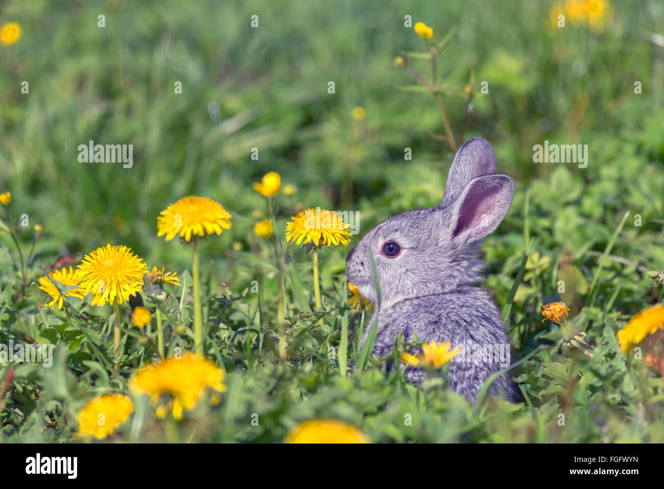 Rabbit in grass hi-res stock photography and images - Alamy