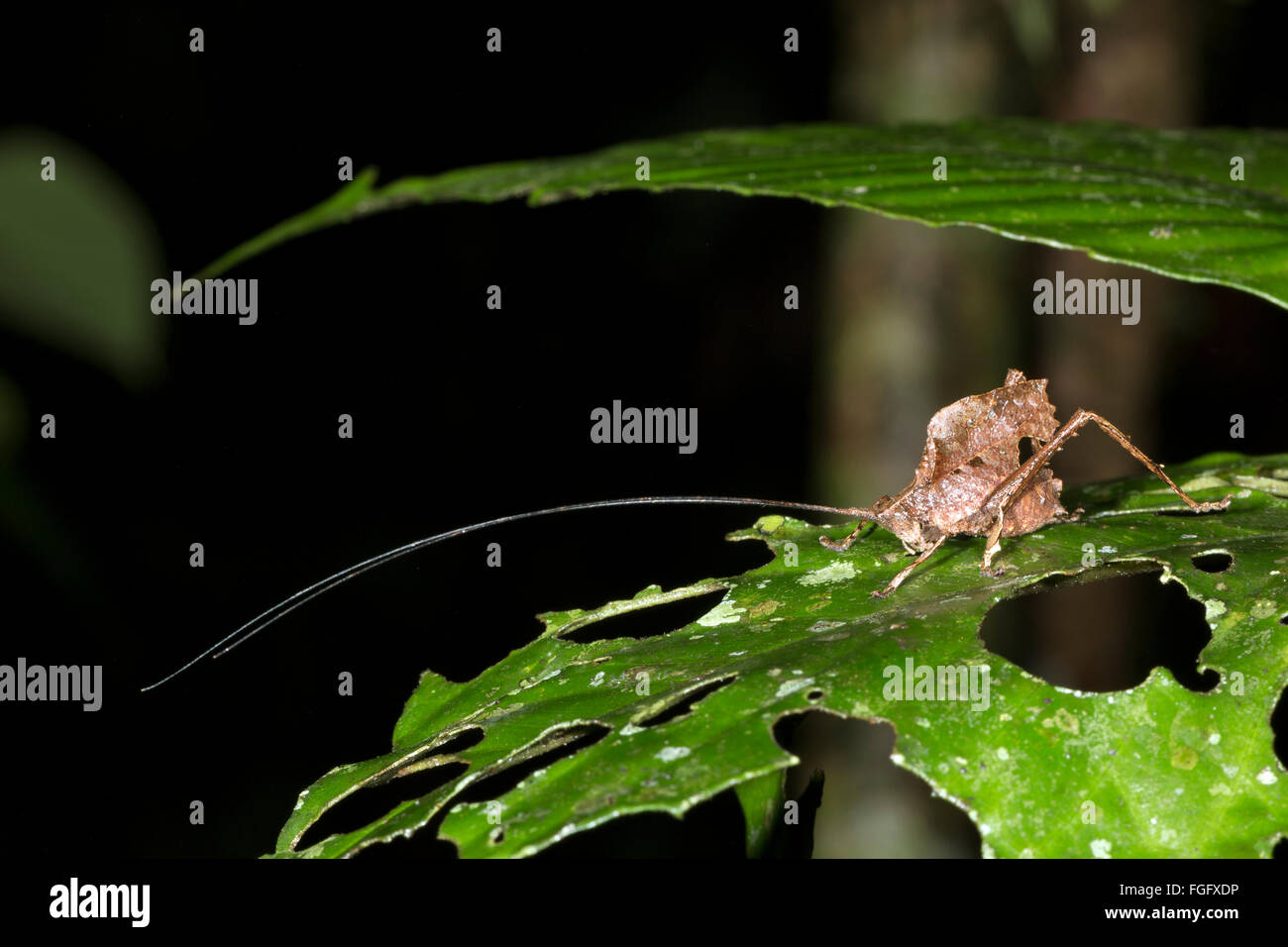 Leaf Mimic Leaf Mimic Katydid Typophyllum High Resolution Stock ...