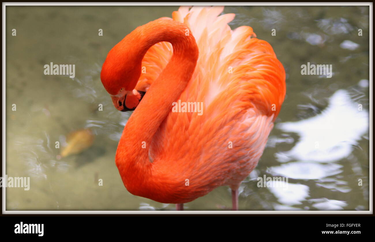 Flamingo and gold fish swimming side by side Stock Photo - Alamy