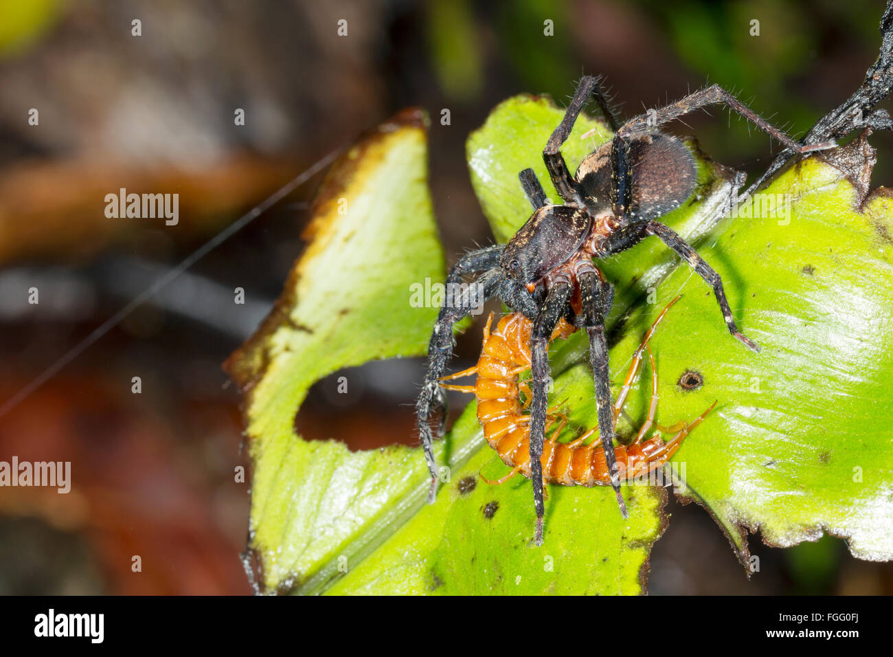 A large wandering spider (family Ctenidae) feeding on a centipede in ...