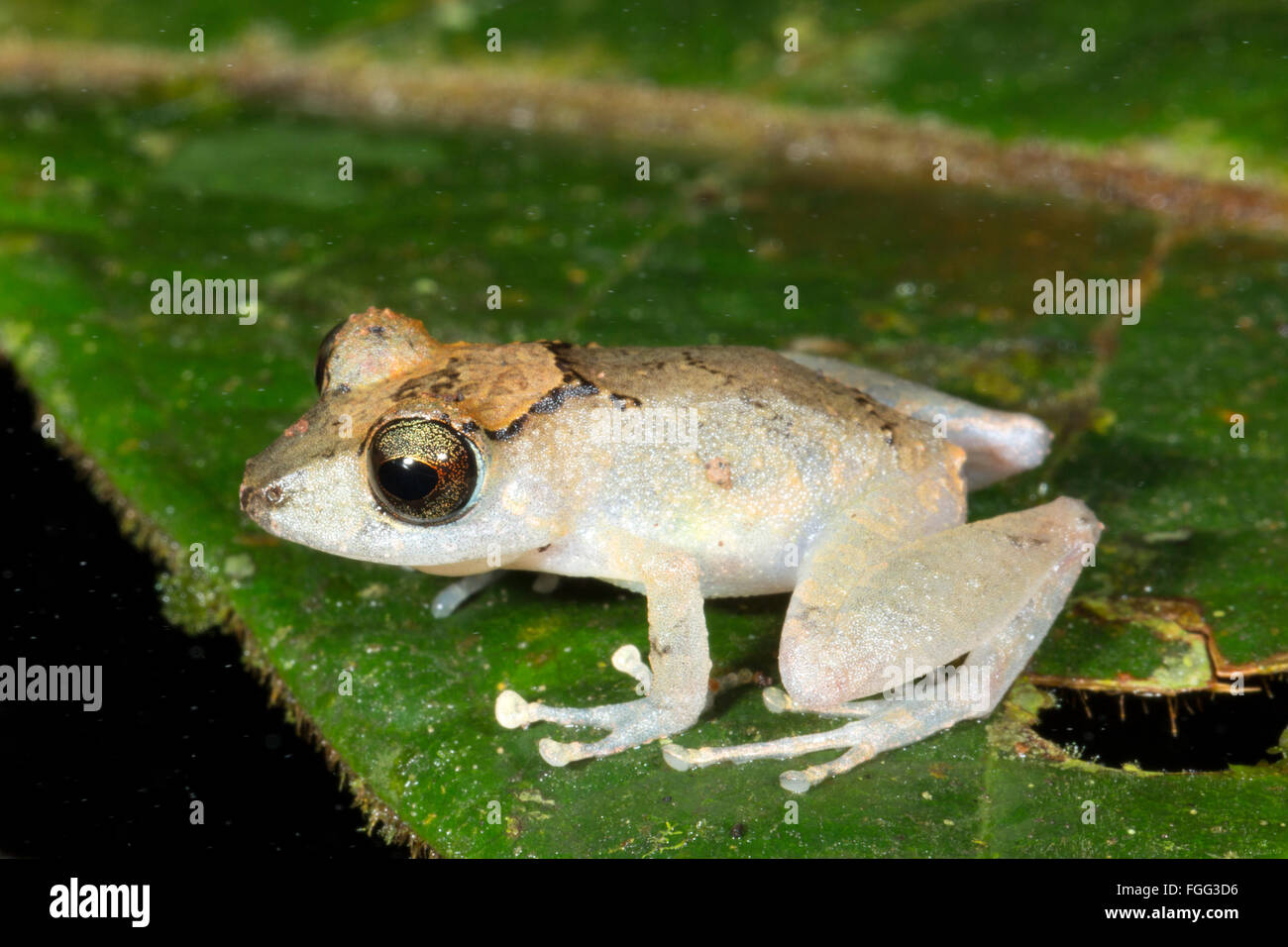 Kichwa Rain Frog (Pristimatis kichwarum) in the rainforest, Pastaza ...