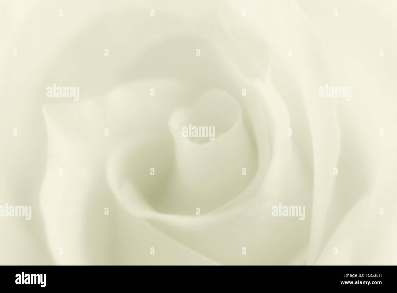 Delicate rose. Faint blurred background with pure rose Stock Photo - Alamy