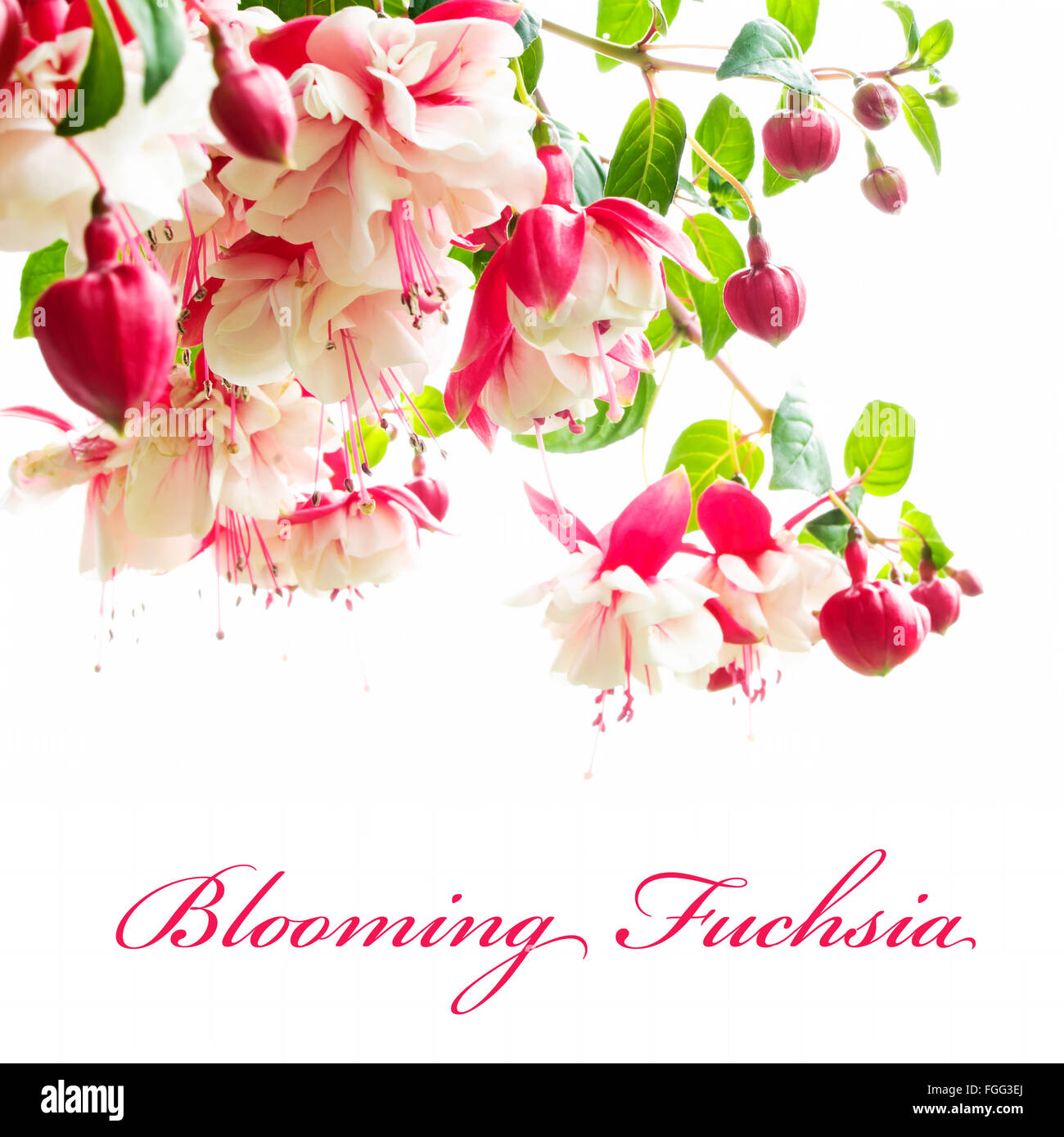 Fuchsia isolated hi-res stock photography and images - Alamy