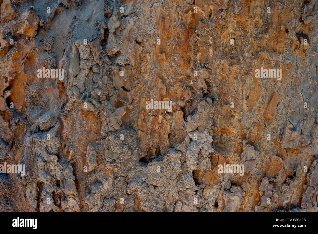 Neem tree bark hi-res stock photography and images - Alamy
