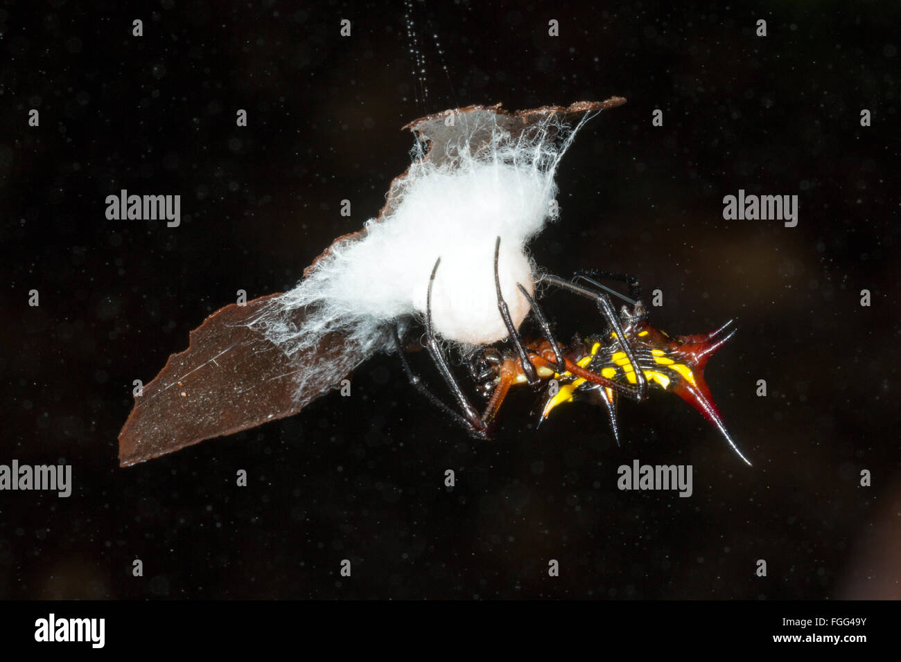 Spiny spider (Micranthena sp.) wrapping its eggs in a silk nest on a ...