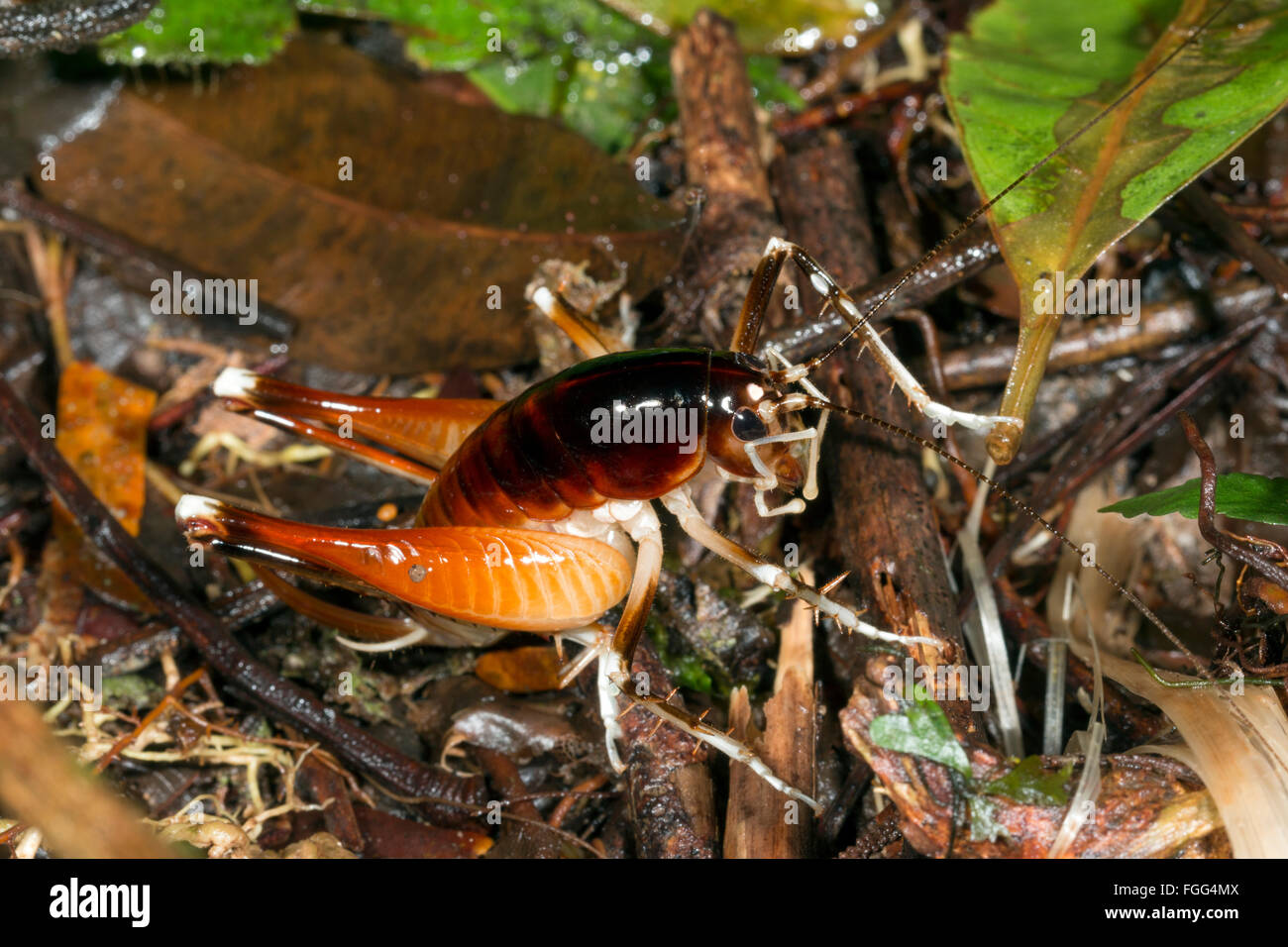 Wingless insect hi-res stock photography and images - Alamy