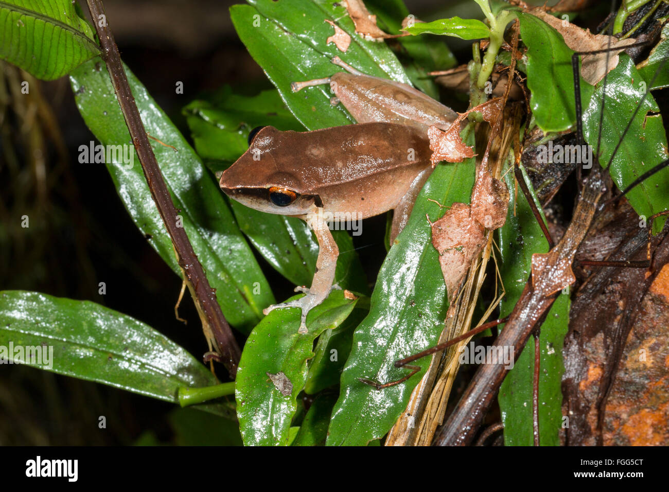 Frog position hi-res stock photography and images - Alamy