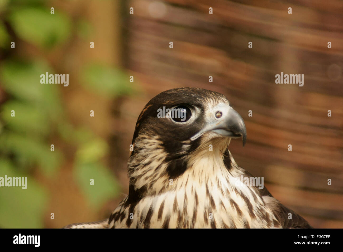 Peregrine Falcon head only perched staring at an angle Stock Photo - Alamy