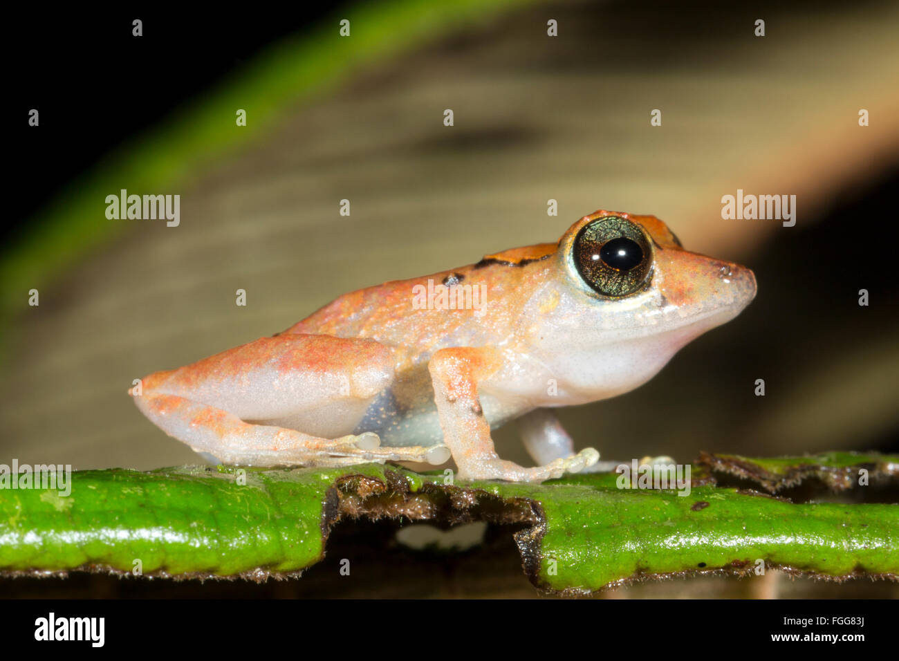 Rain Frog (Pristimantis luscombei) of a leaf in the rainforest, Pastaza ...