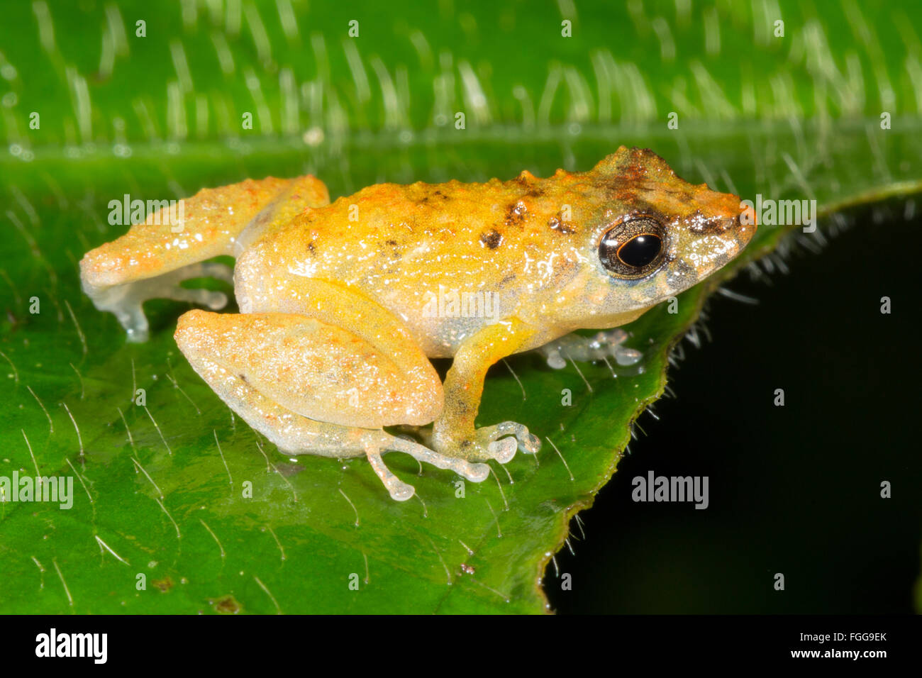 Orange-groined rain frog (Pristimantis croceoinguinis) in the ...