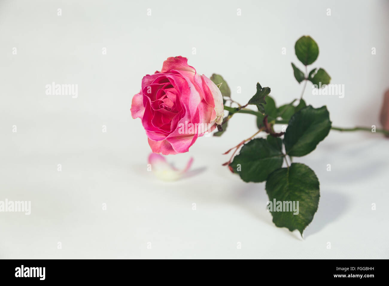 Single pink rose isolated on white background Stock Photo - Alamy