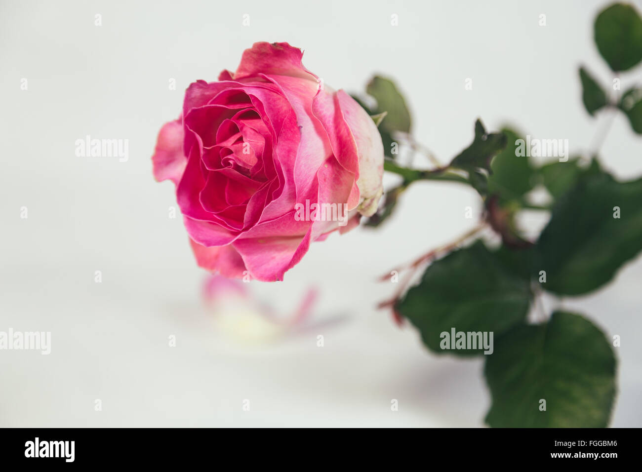 Single pink rose isolated on white background Stock Photo - Alamy