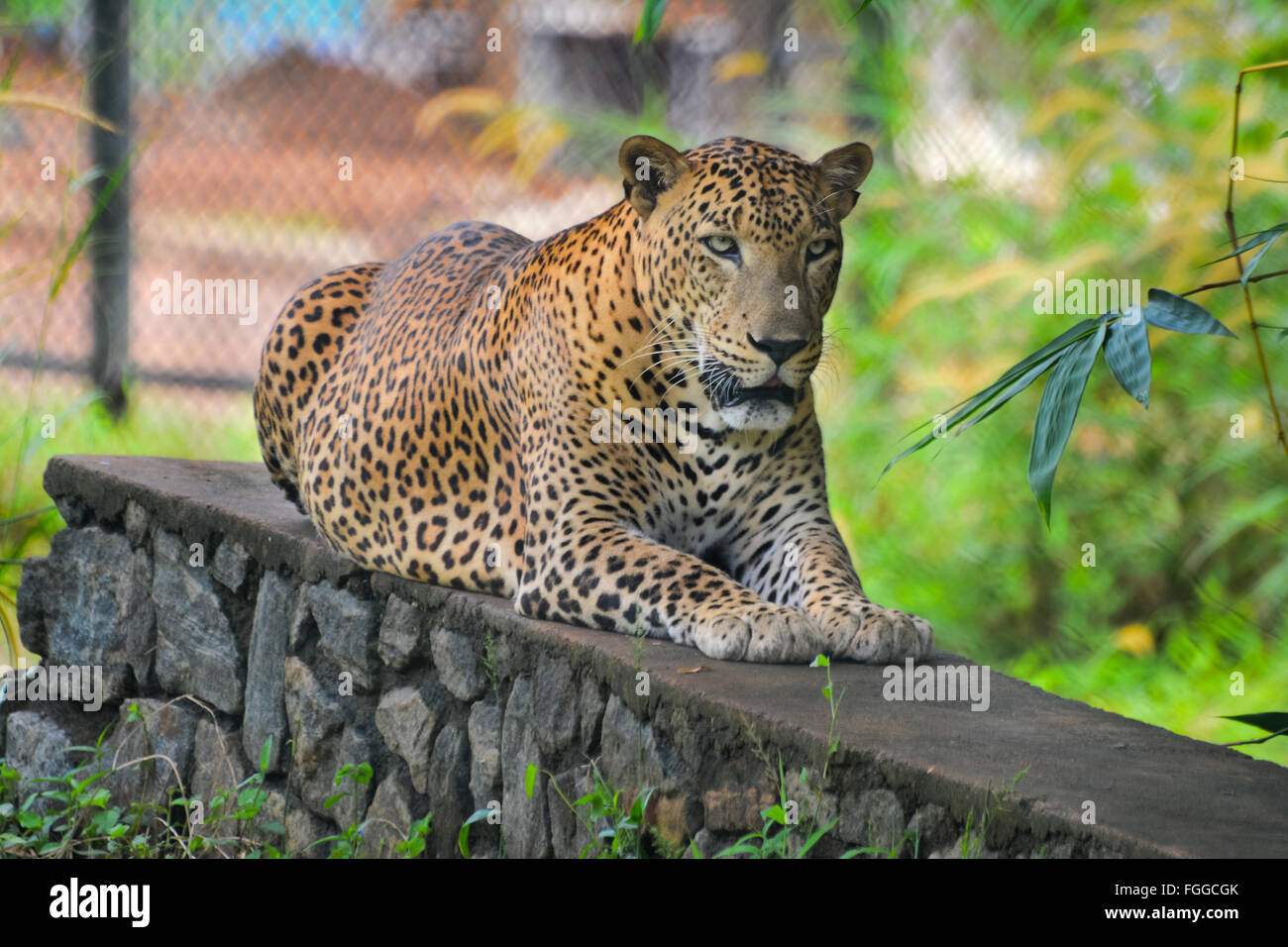 Sri Lankan Endemic Leopard At Pinnawala Open Air Zoo In Sri Lanka Stock ...