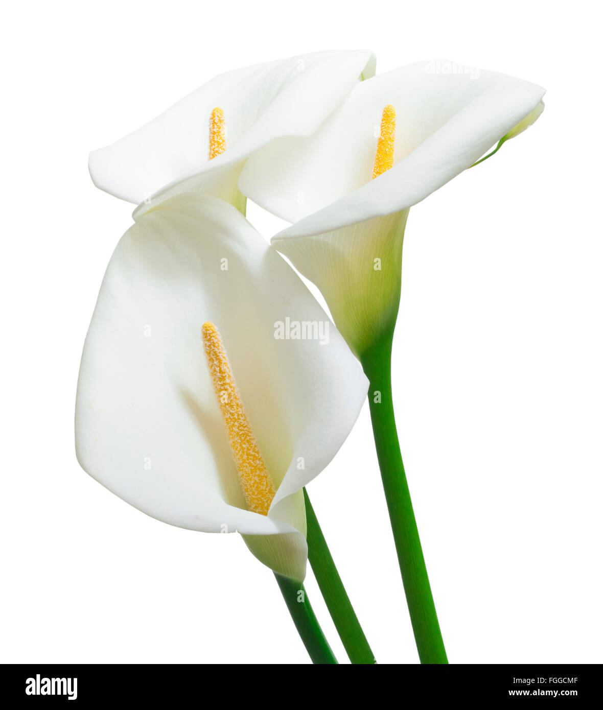 white calla flowers Stock Photo - Alamy