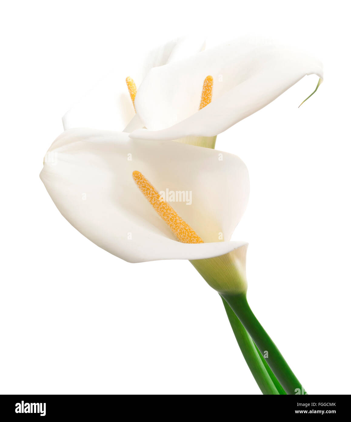 white calla flowers Stock Photo - Alamy
