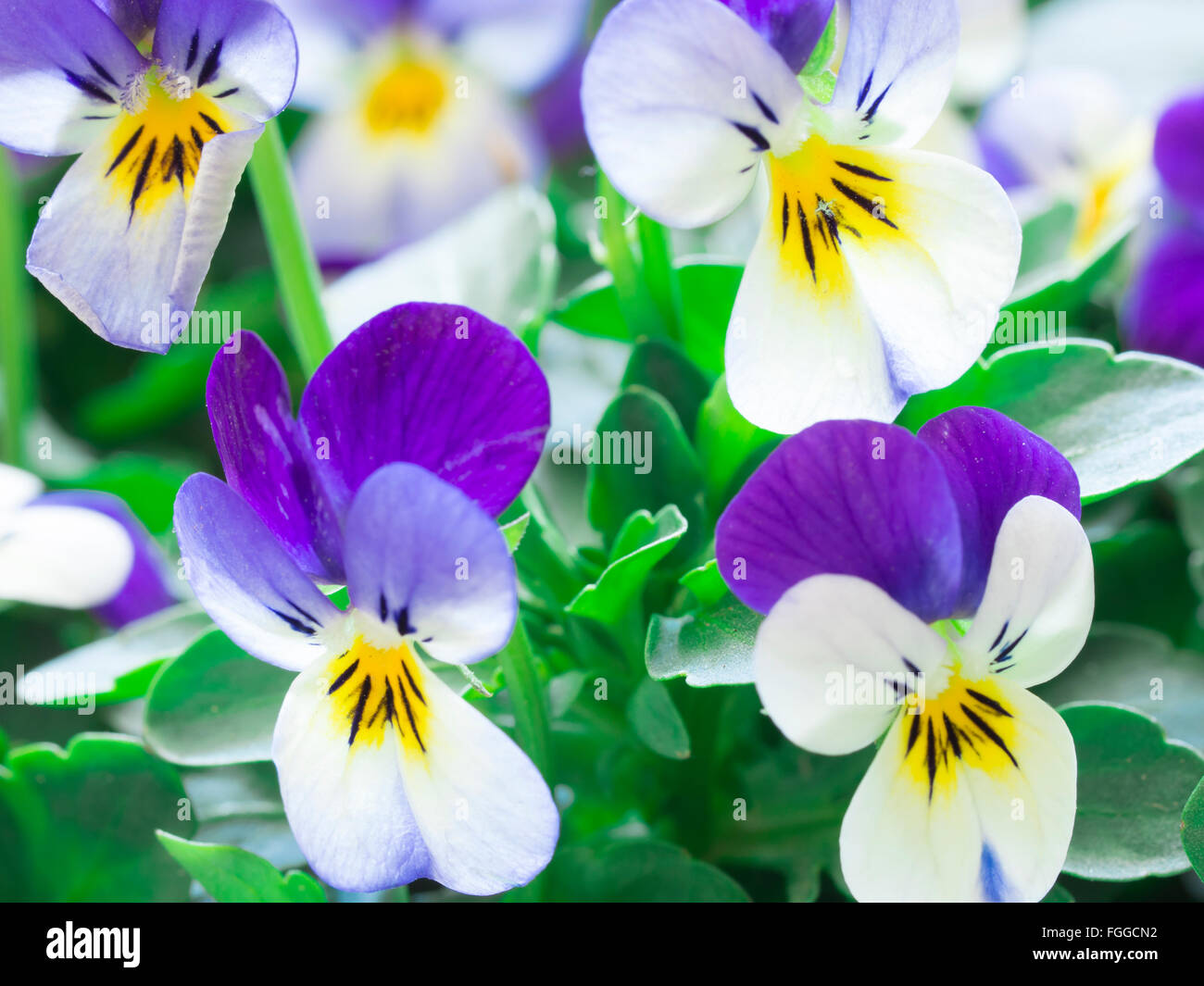 wild violets background Stock Photo - Alamy