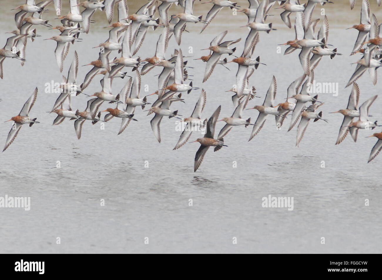 Hudsonian godwit uk hi-res stock photography and images - Alamy