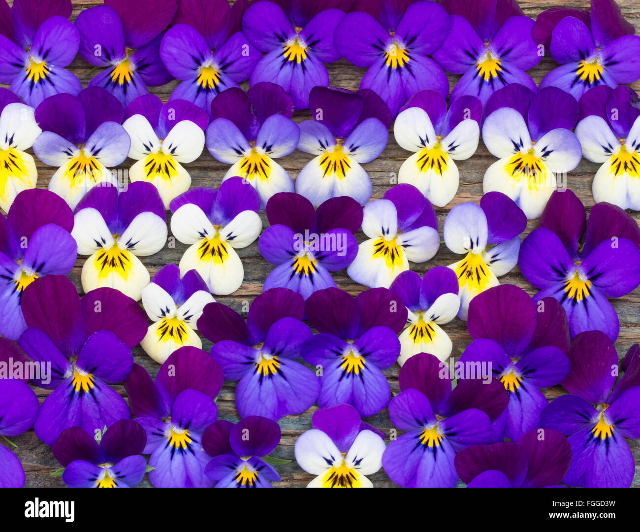 wild violets background Stock Photo - Alamy