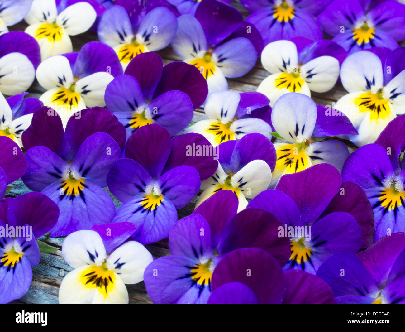 wild violets background Stock Photo - Alamy