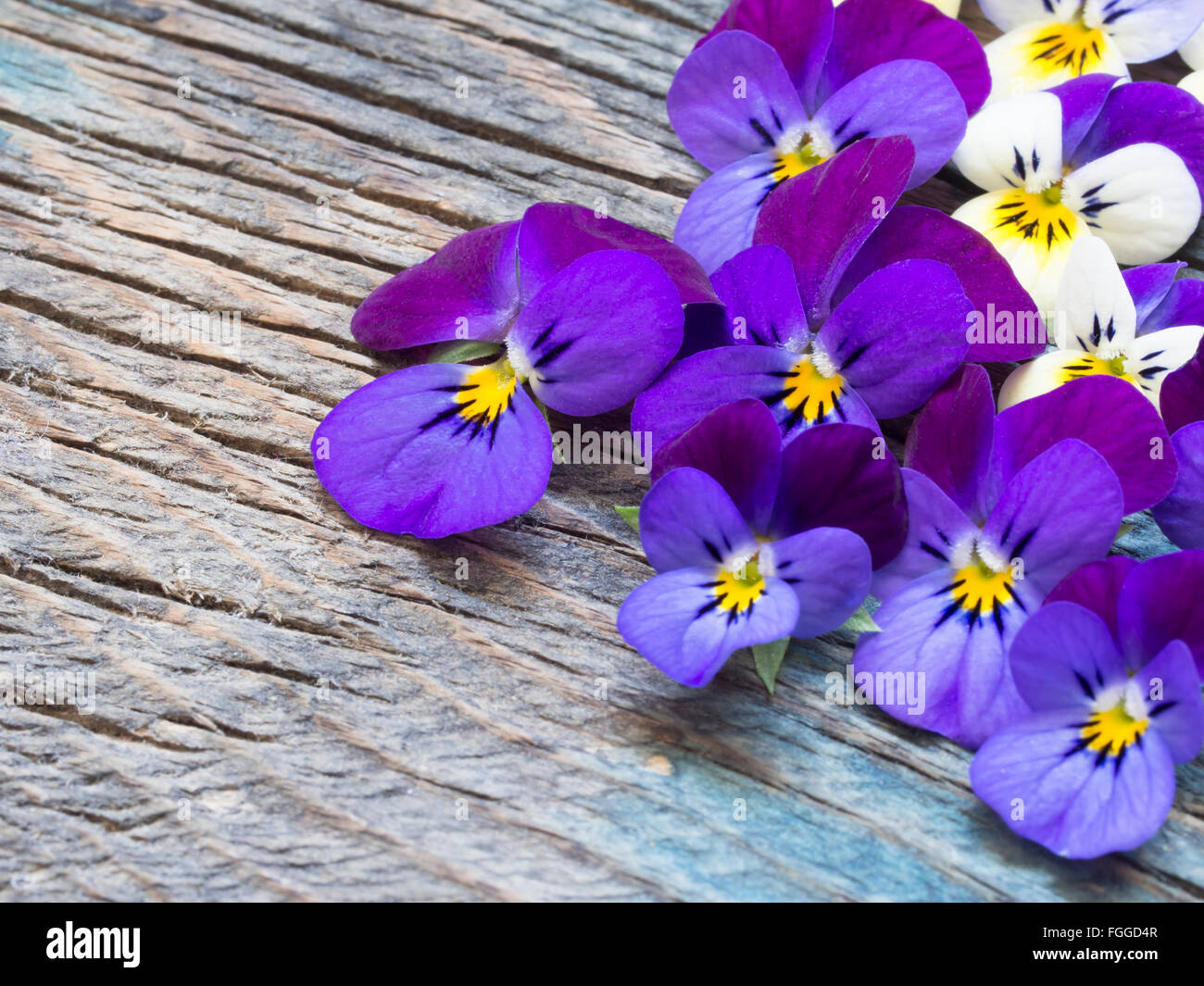wild violets background Stock Photo - Alamy