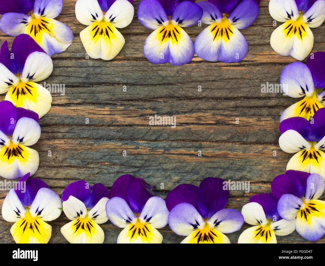 wild violets background Stock Photo - Alamy